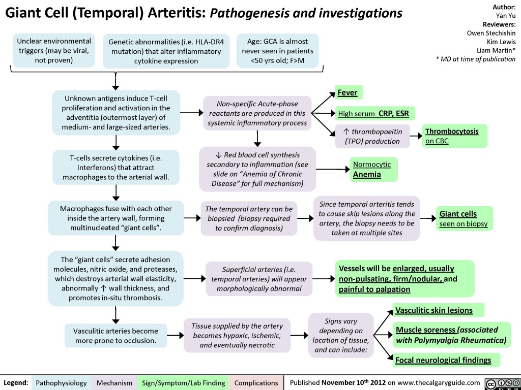 Giant Cell (Temporal) Arteritis: Pathogenesis and investigations ...