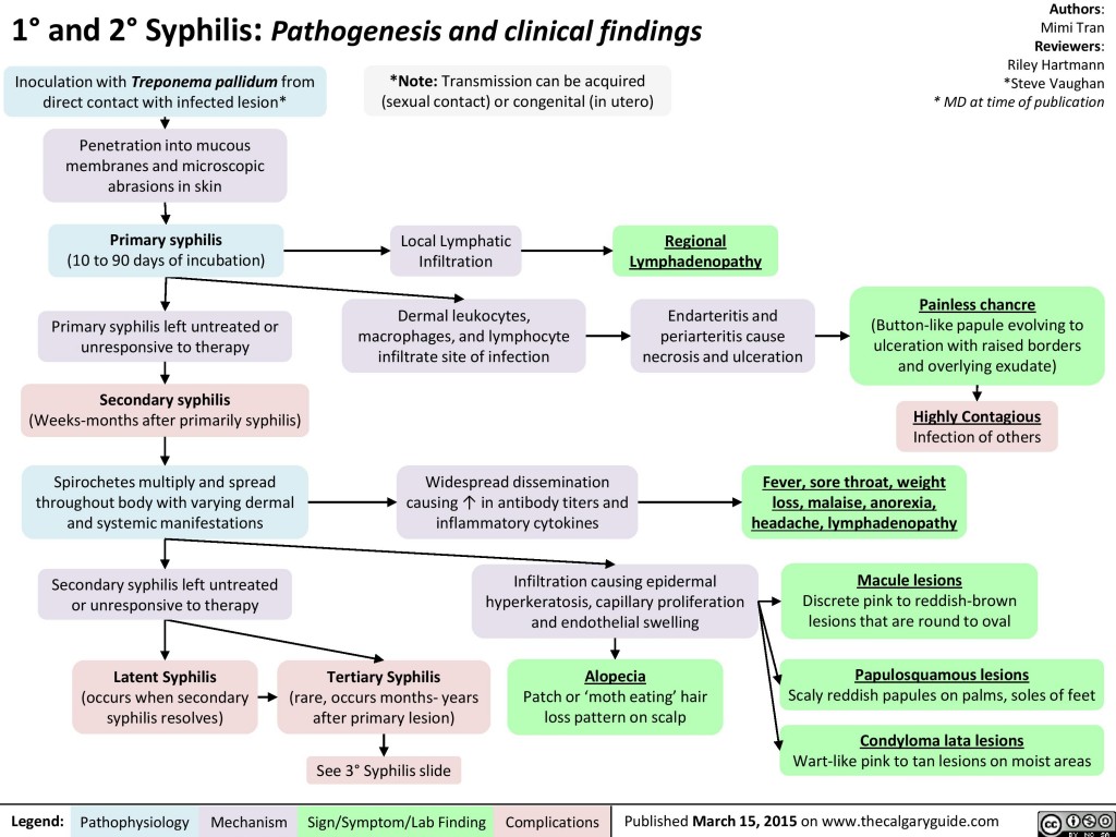 1° and 2° Syphilis: Pathogenesis and clinical findings | Calgary Guide