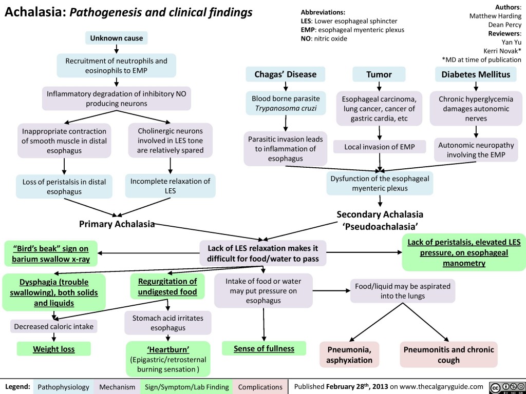 Achalasia: Pathogenesis and clinical findings | Calgary GuideCalgary Guide
