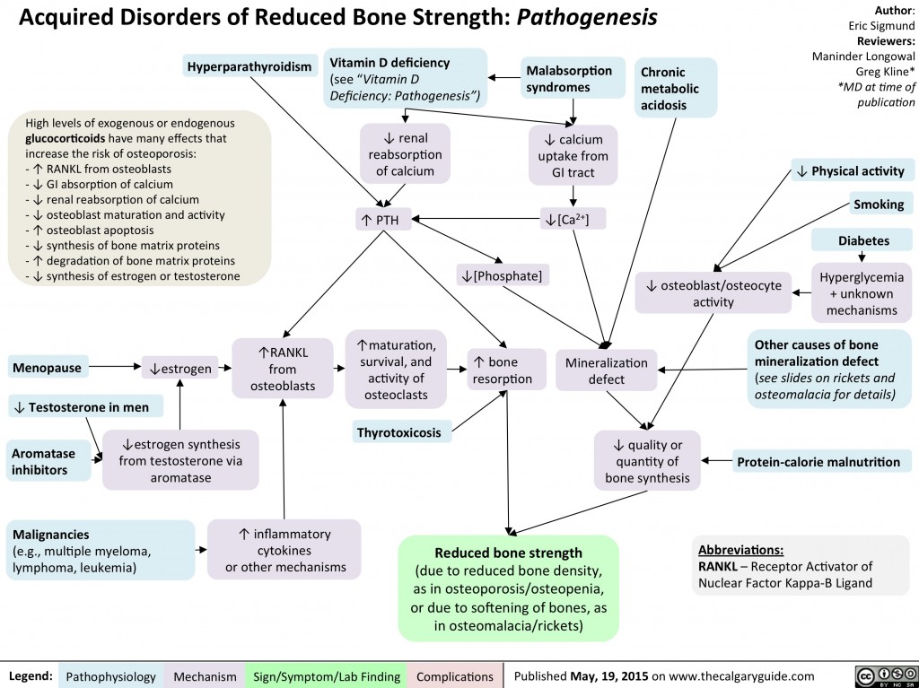 Acquired Disorders of Reduced Bone Strength: Pathogenesis | Calgary ...