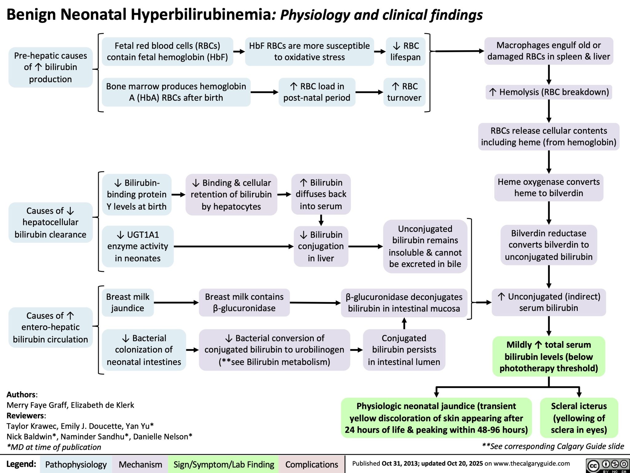 Physiologic Neonatal Jaundice: Pathogenesis | Calgary GuideCalgary Guide