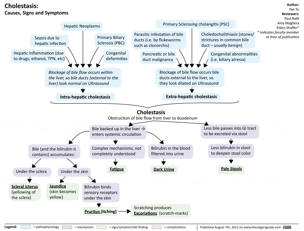 Cholestasis | Calgary GuideCalgary Guide