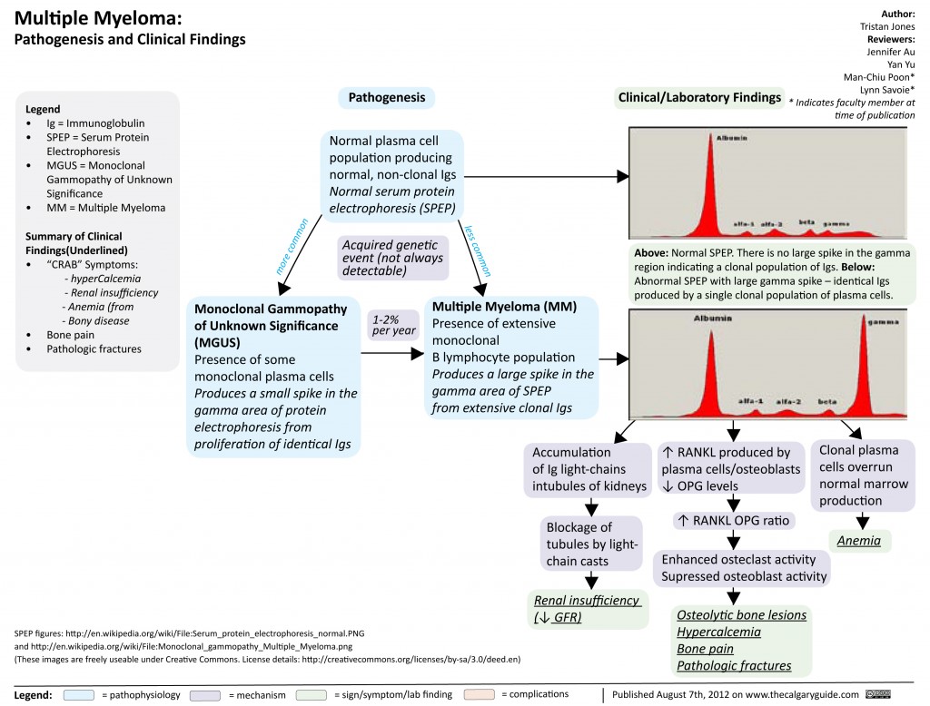 Multiple Myeloma | Calgary Guide