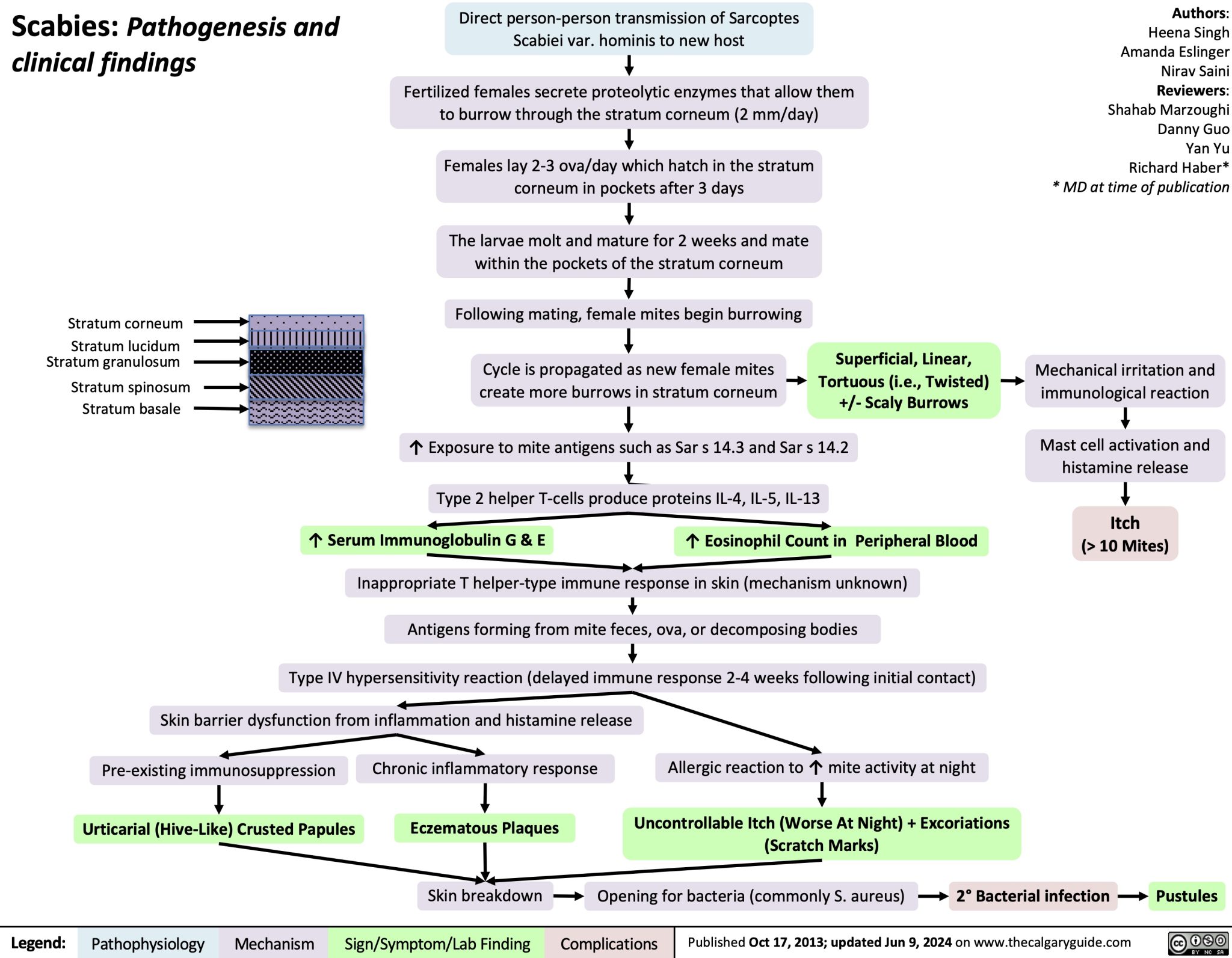 Scabies: Pathogenesis and clinical findings | Calgary Guide