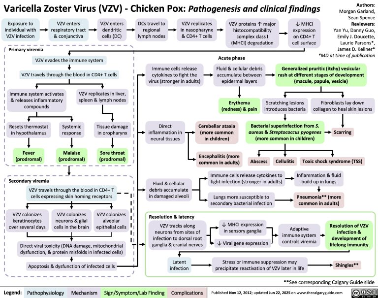 Varicella Zoster Virus | Calgary Guide