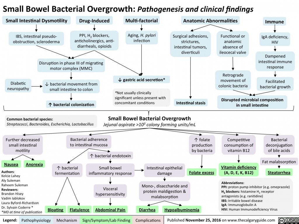 Small Bowel Bacterial Overgrowth: Pathogenesis and clinical findings ...