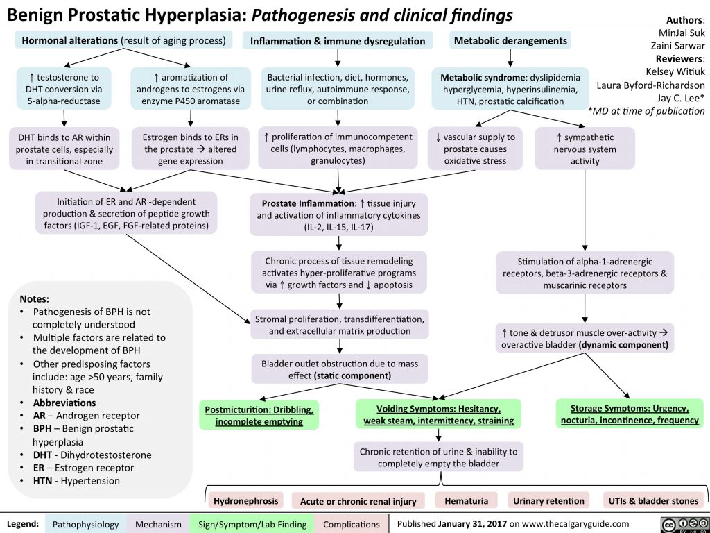 Benign Prostatic Hyperplasia: Pathogenesis and clinical findings ...