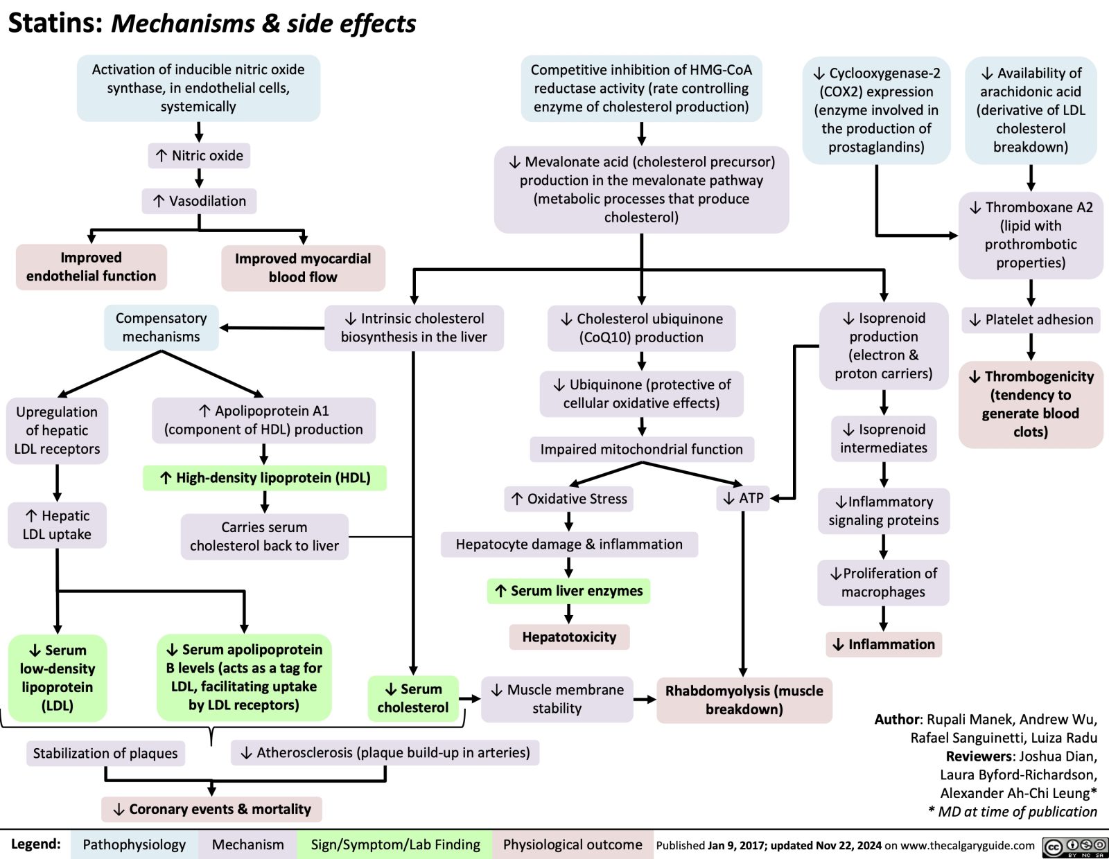 Statins Mechanisms and Side Effects | Calgary Guide