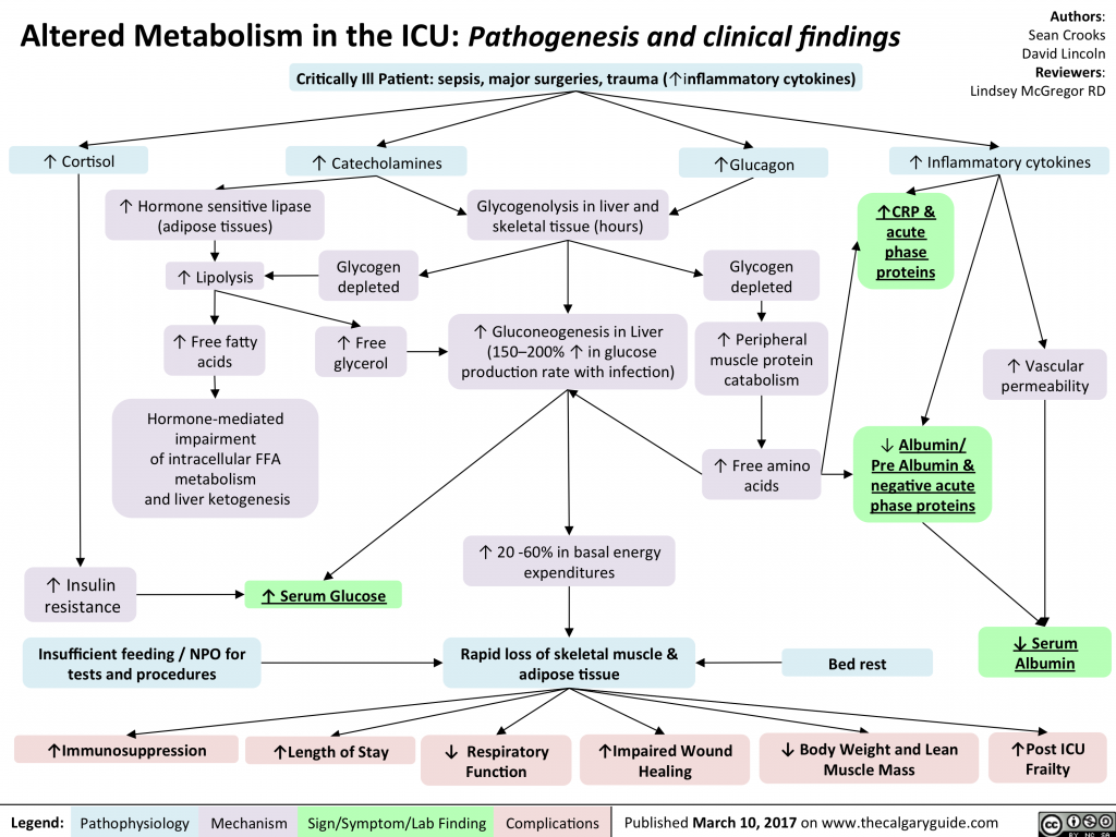 Altered Metabolism in the ICU | Calgary GuideCalgary Guide