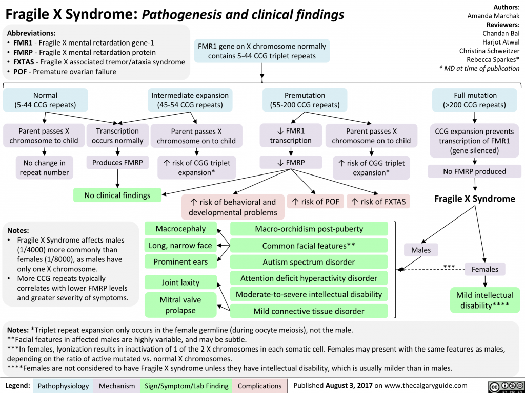 Fragile X Syndrome | Calgary GuideCalgary Guide