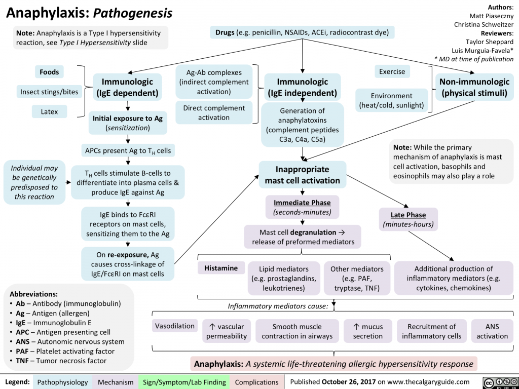 Anaphylaxis: Pathogenesis | Calgary GuideCalgary Guide
