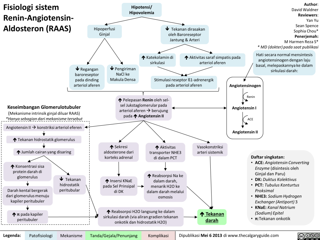 Fisiologi sistem Renin-Angiotensin-Aldosteron (RAAS) | Calgary ...