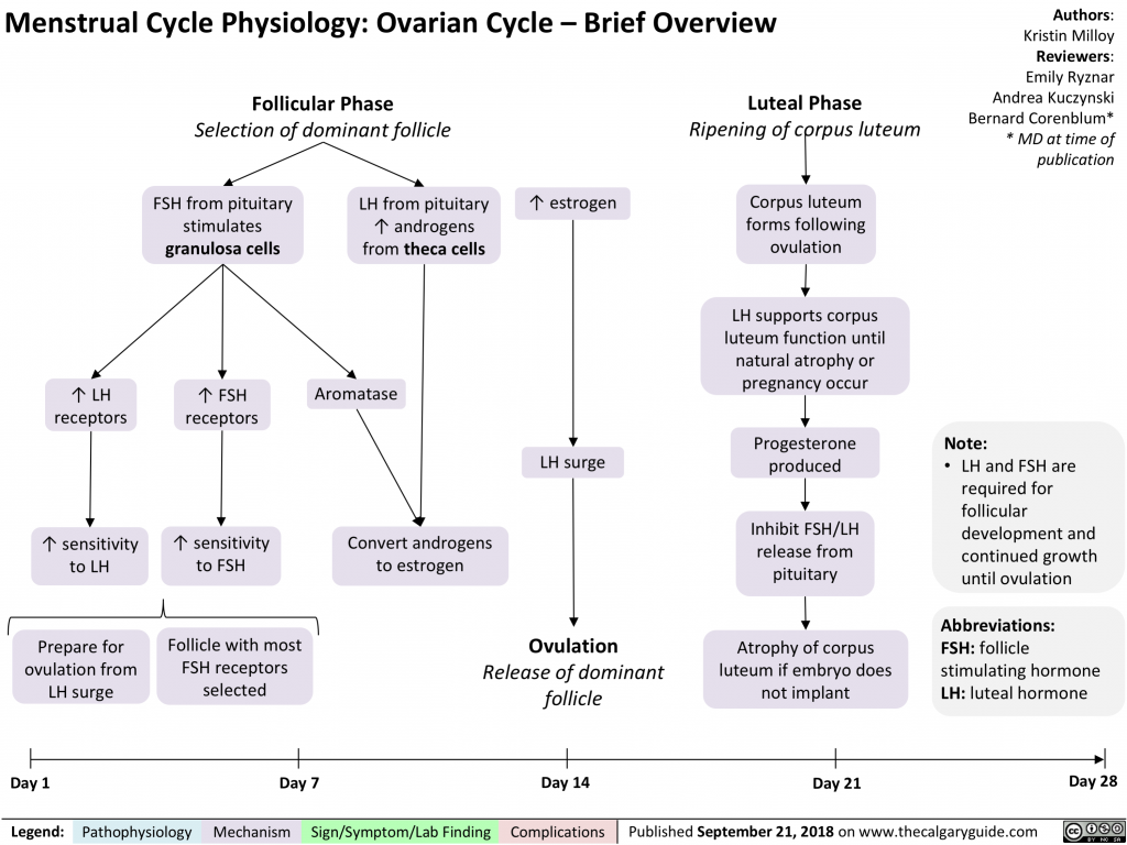 Menstrual Cycle Physiology: Ovarian Cycle – Brief Overview | Calgary Guide Menstrual Cycle Physiology: Ovarian Cycle – Brief Overview | Calgary Guide