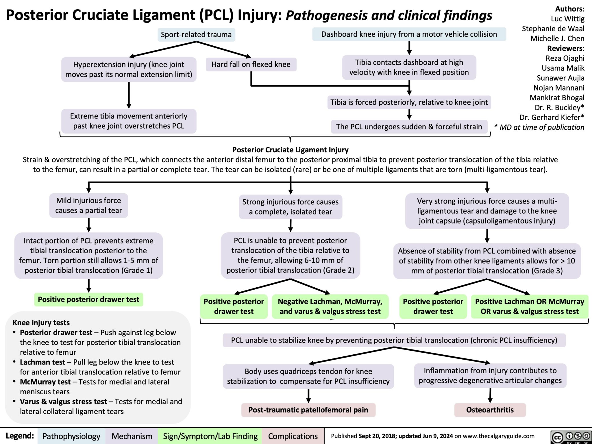 Posterior Cruciate Ligament PCL Injury Pathogenesis and Clinical ...
