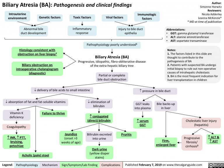 Biliary Atresia (BA)- Pathogenesis and clinical findings | Calgary ...