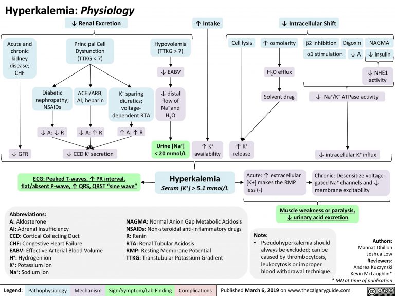 Hyperkalemia: Physiology Overview | Calgary GuideCalgary Guide