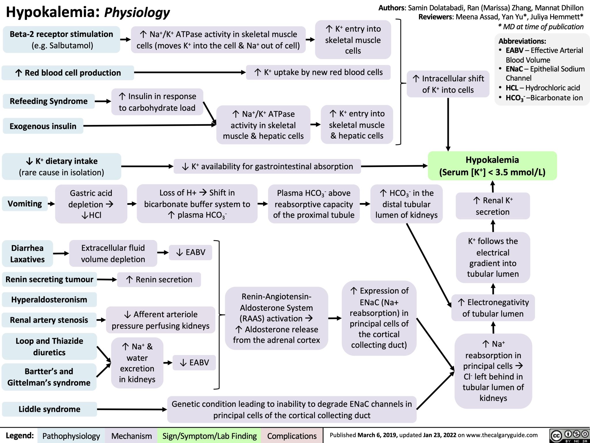 Hypokalemia: Physiology | Calgary Guide