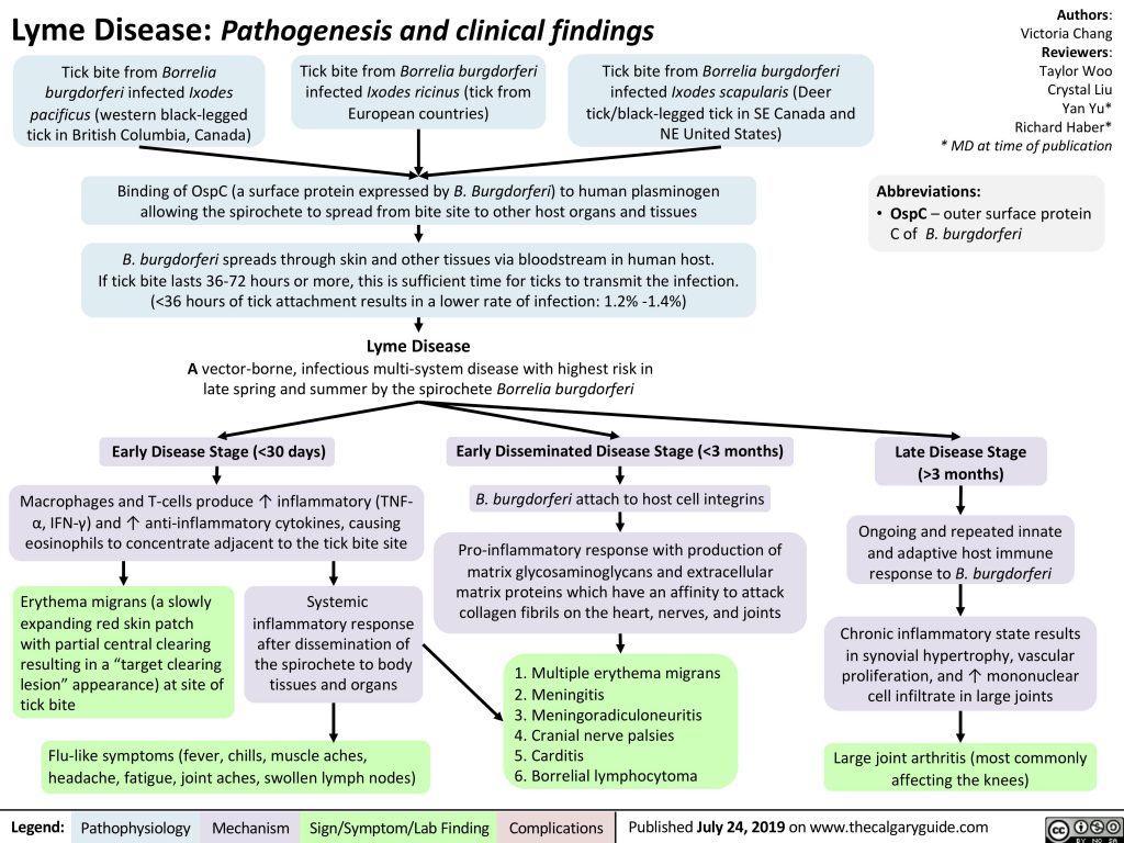 Lyme Disease: Pathogenesis and Clinical Findings | Calgary GuideCalgary ...