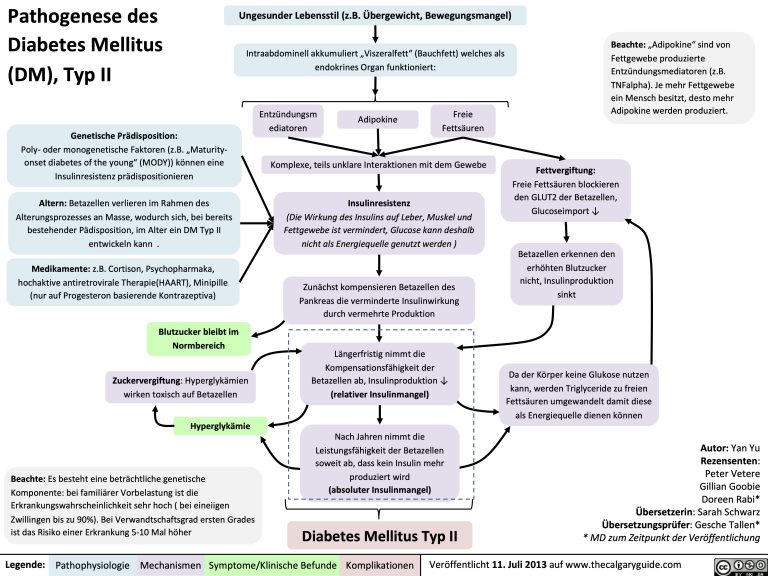 Pathogenese des Diabetes Mellitus (DM), Typ II | Calgary Guide