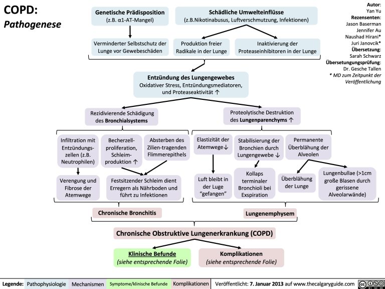 COPD: Pathogenese | Calgary GuideCalgary Guide