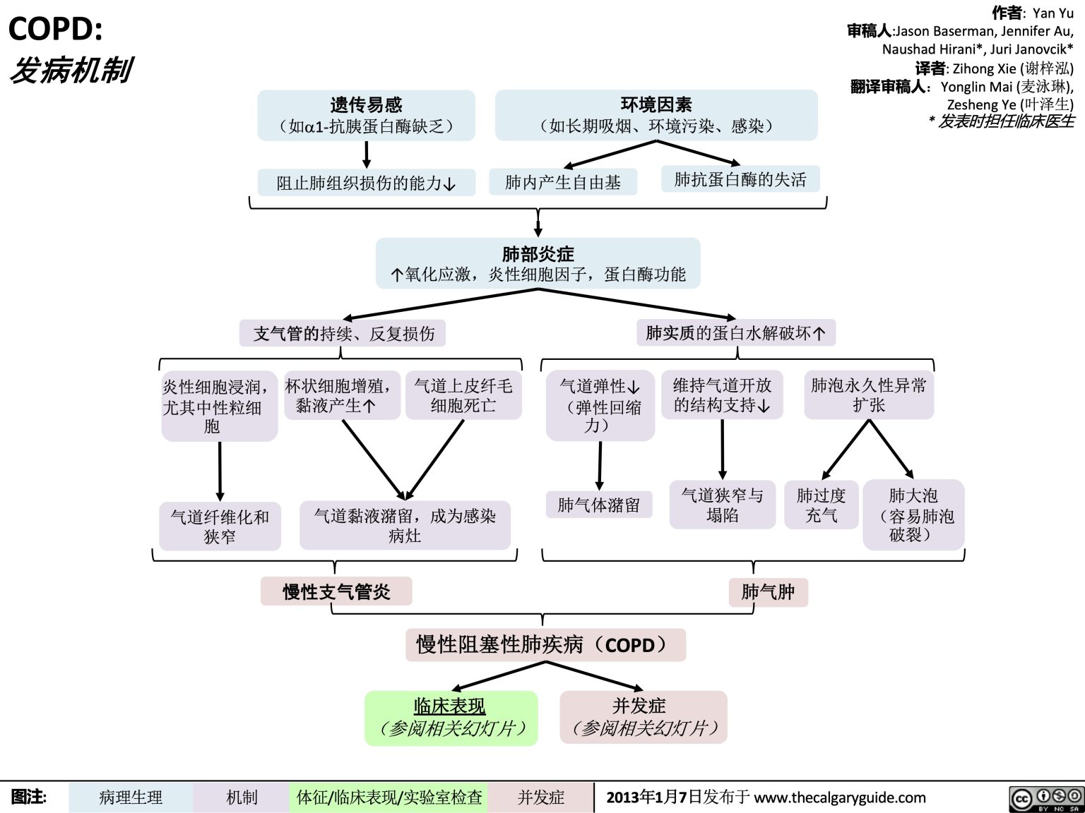 COPD: 发病机制 | Calgary Guide
