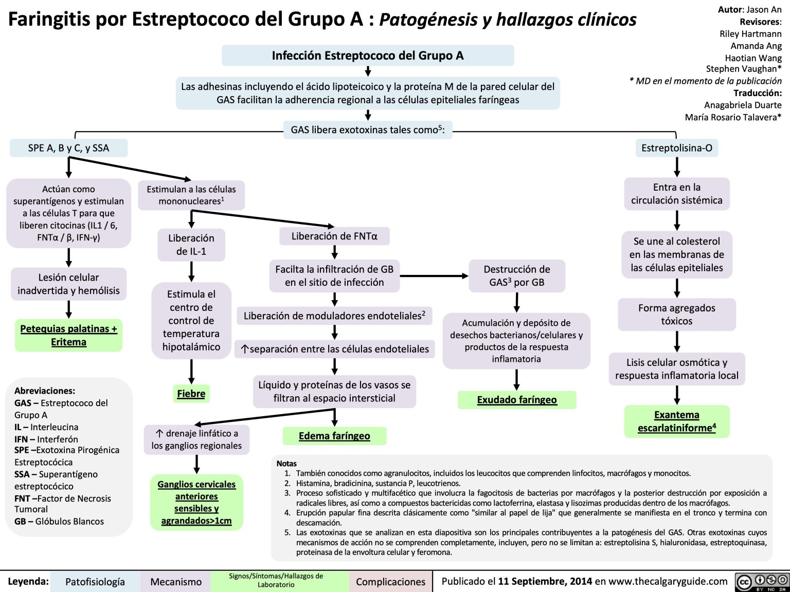 faringitis-por-estreptococo-del-grupo-a-patogenesis-y-hallazgos ...