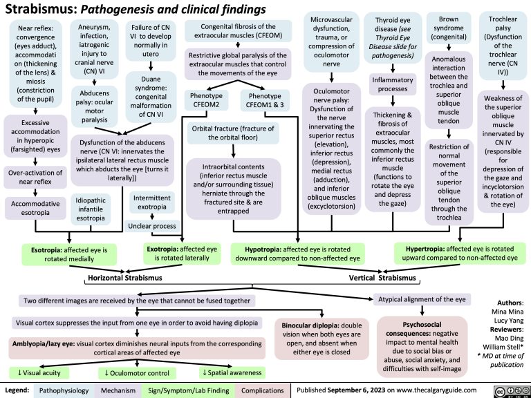 Strabismus: Pathogenesis and clinical findings | Calgary GuideCalgary Guide