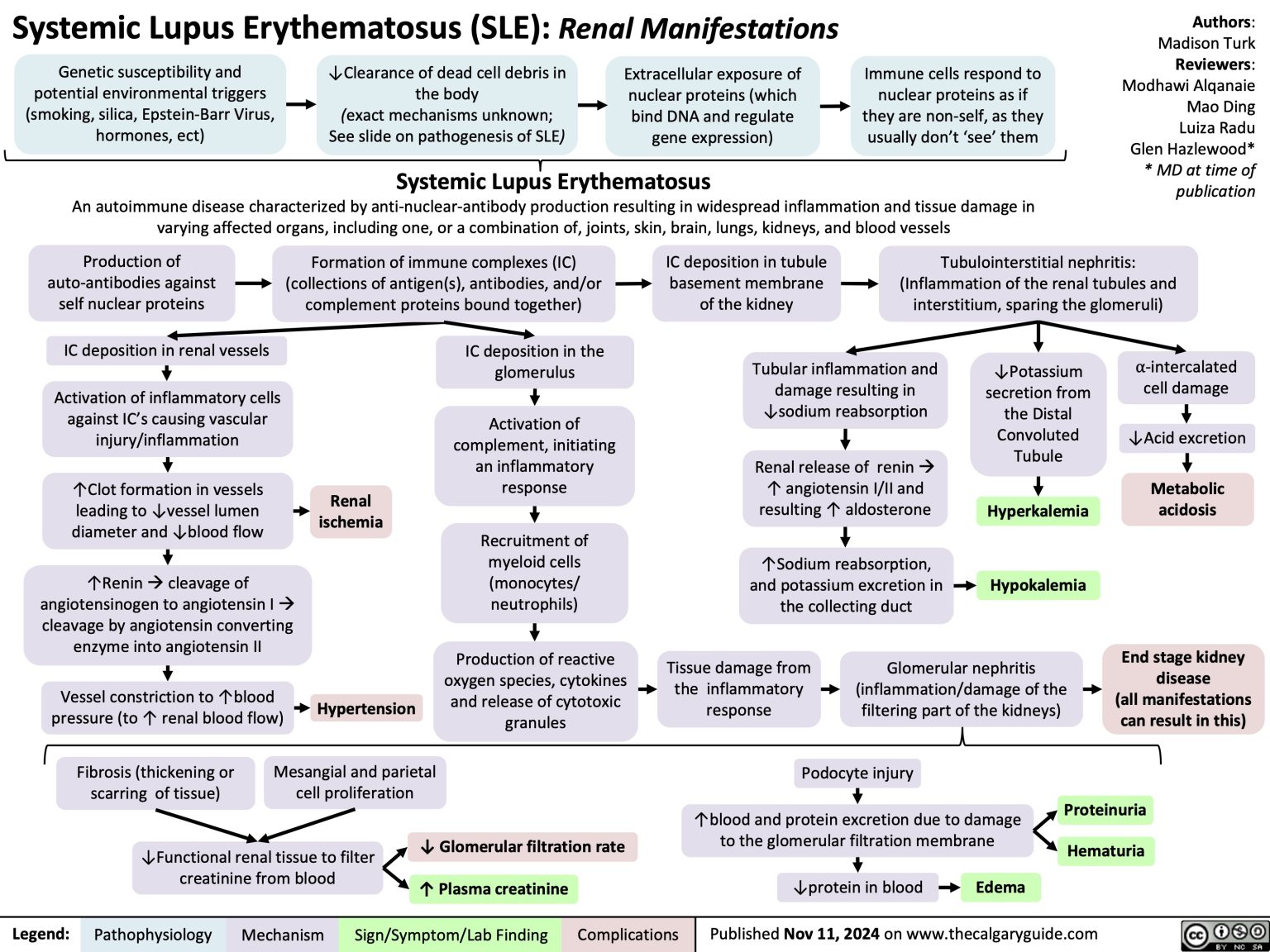 Renal manifestations of SLE | Calgary GuideCalgary Guide