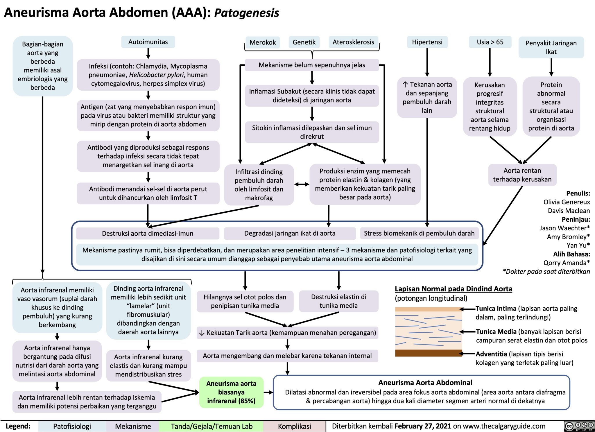 Aneurisma Aorta Abdomen: Patogenesis | Calgary Guide