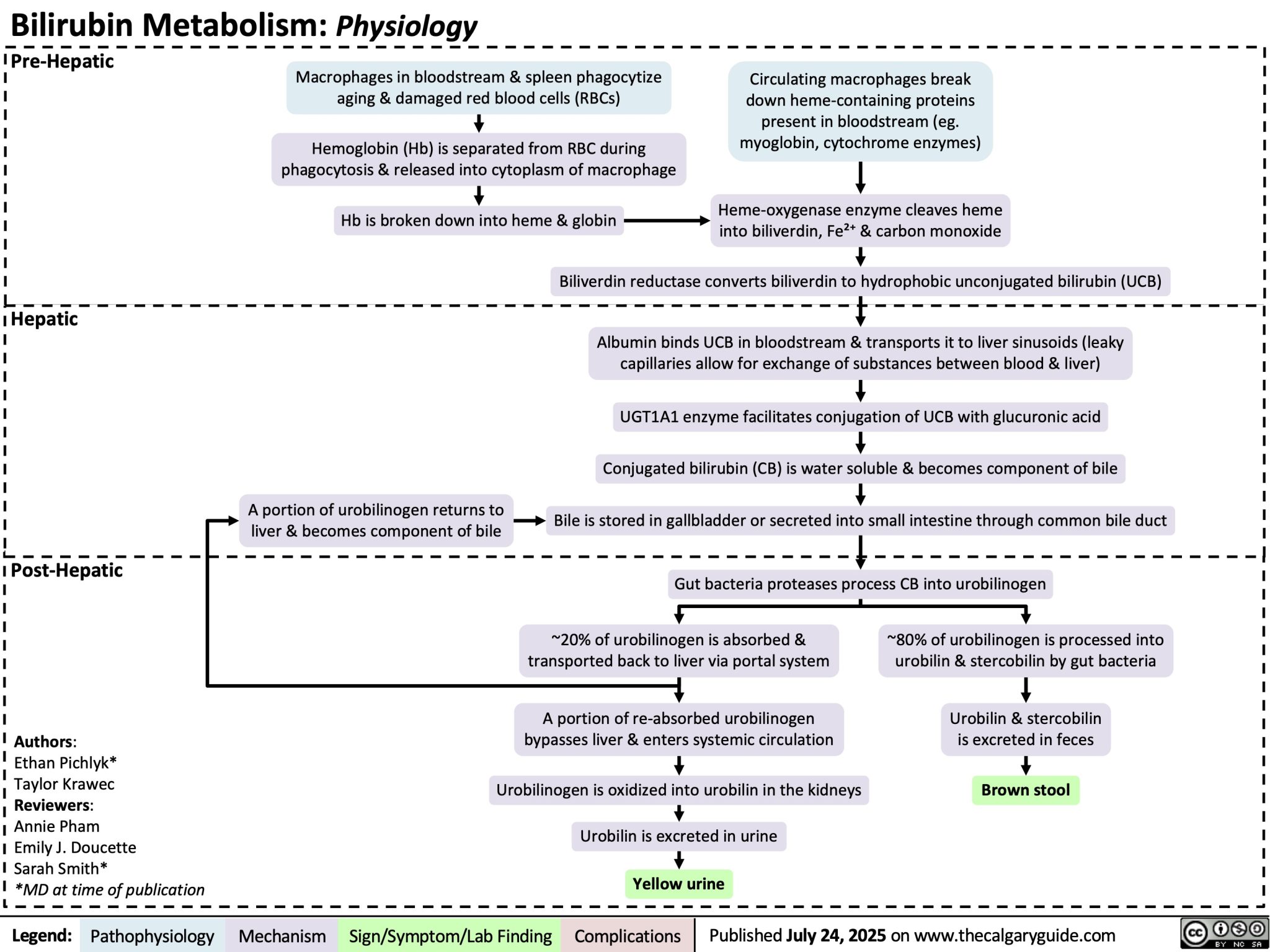 Bilirubin Metabolism | Calgary GuideCalgary Guide