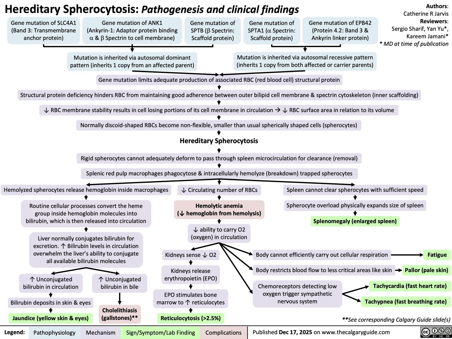Hereditary Spherocytosis | Calgary GuideCalgary Guide